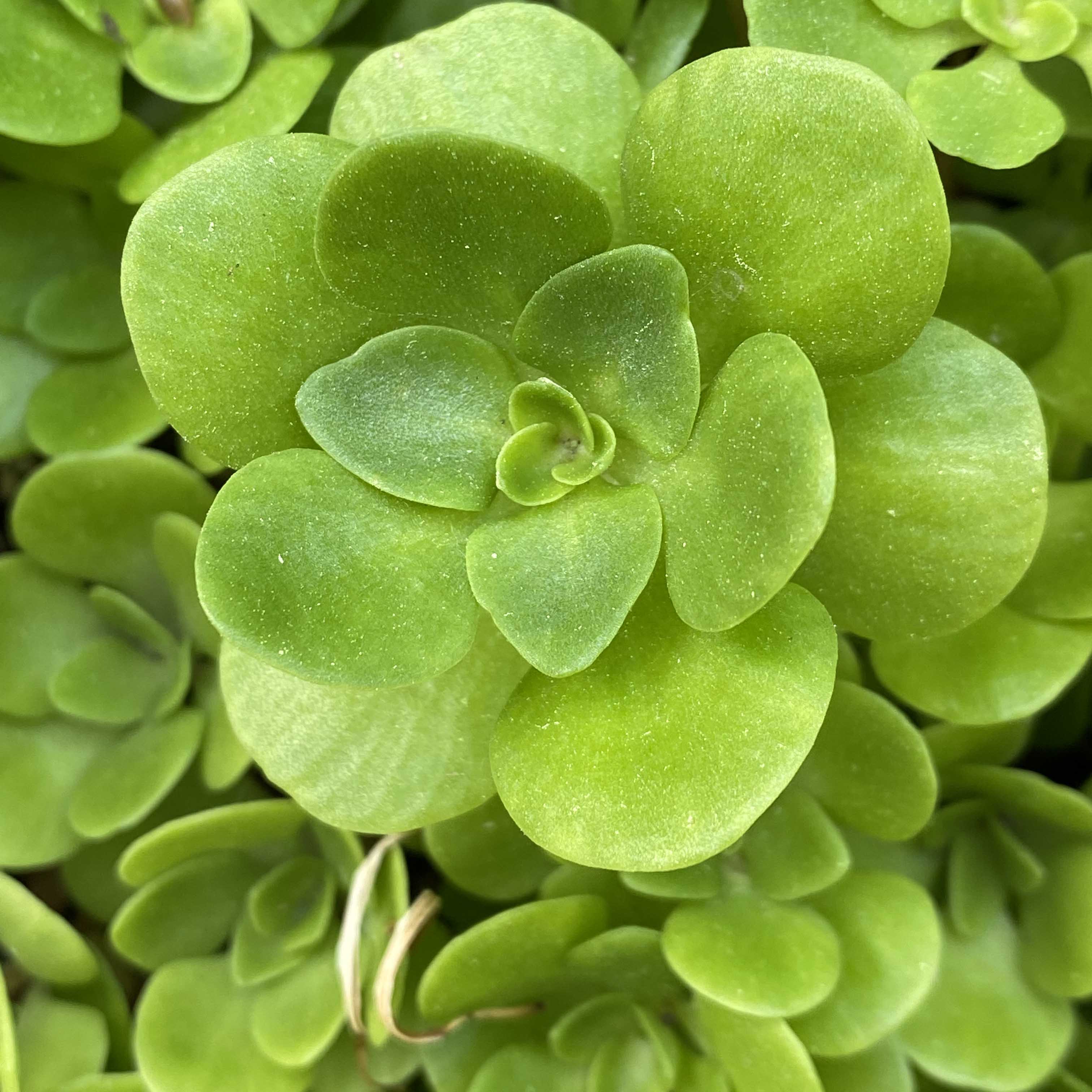 Sedum_ternatum_Leaves_Detail-2_May_ELM