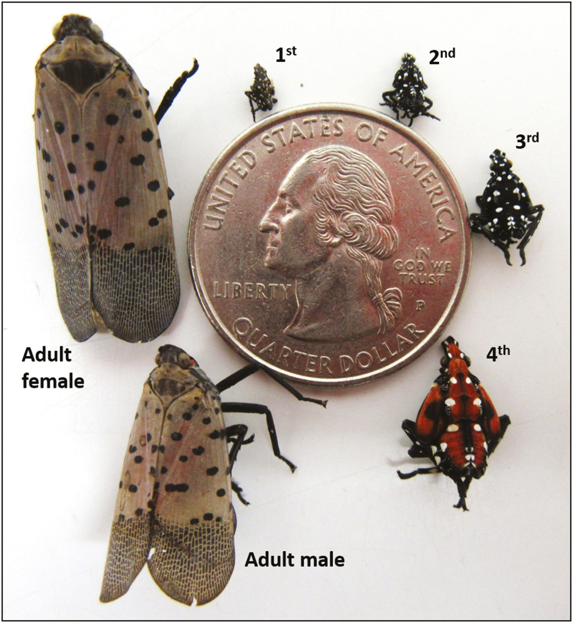 Spotted_lanternfly_Life_Cycle