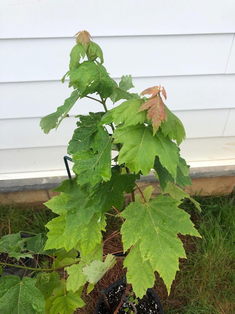 Small Trees Make Big Canopies Celebrates Its Two-Year Anniversary