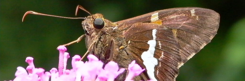 Morphology of Butterflies & Moths