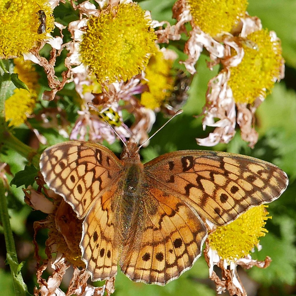 LEPIDOPTERA: Butterflies and Moths