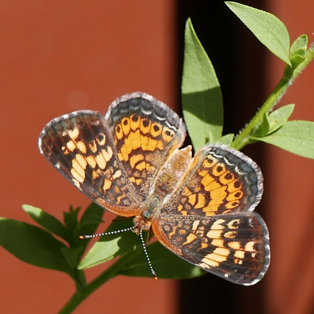 LEPIDOPTERA: Butterflies and Moths