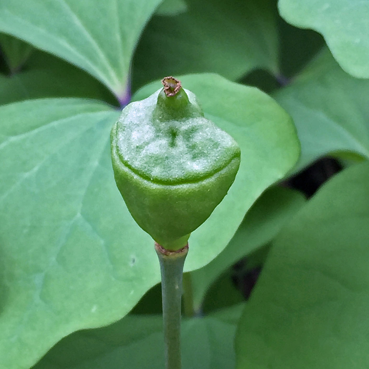 Capsule_circumscissile_(pyxis)_Jeffersonia_diplylla_fruit_Apr_ELM