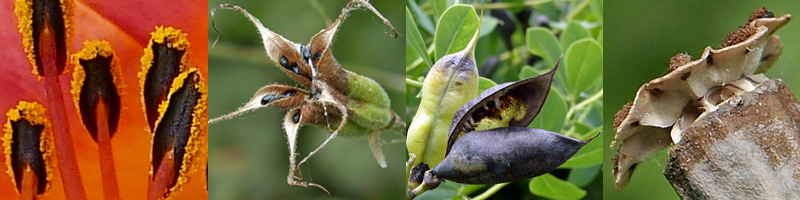 Featured_Image_Dehisce_Anthers_Follicles_Legumes_Capsule_MMF