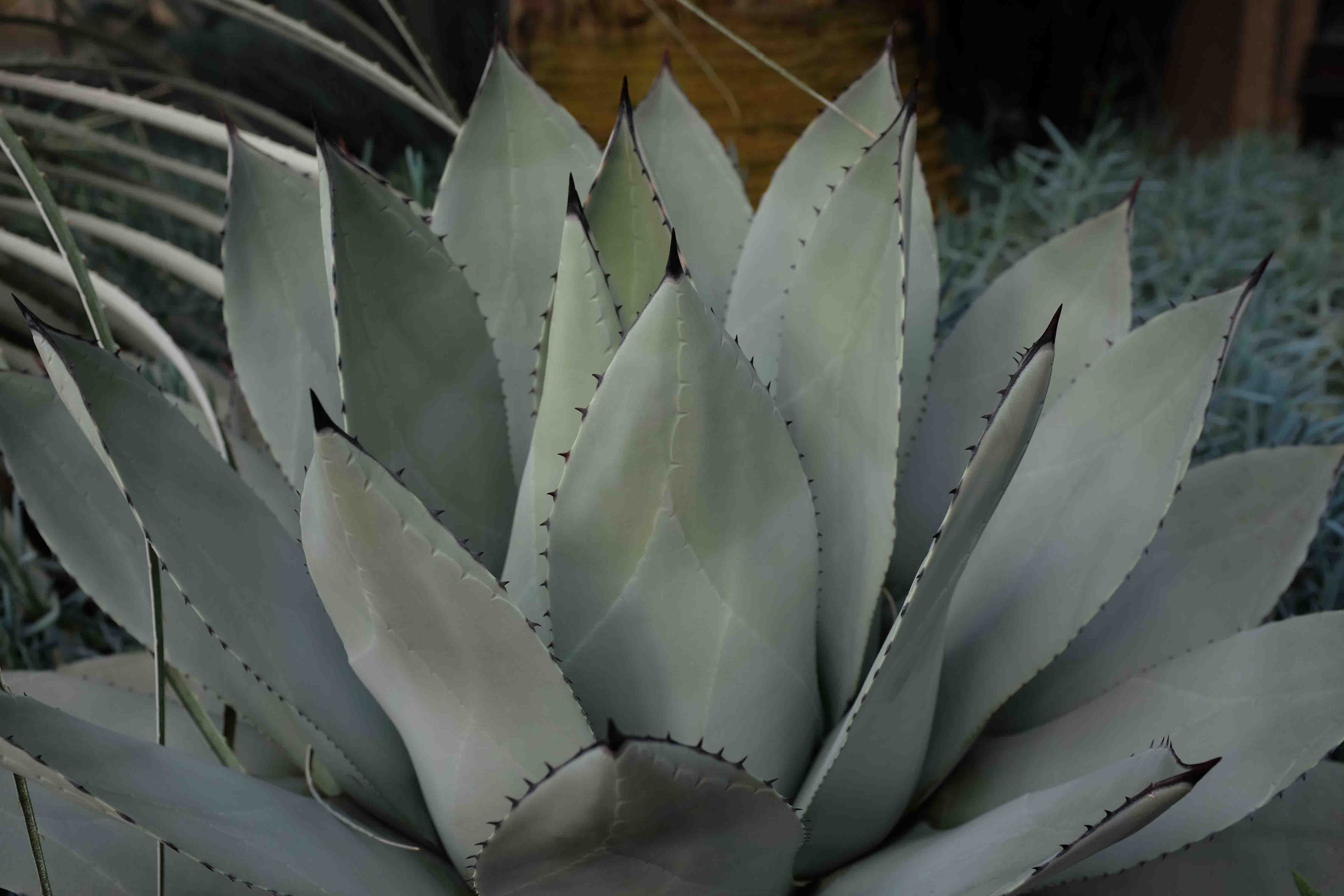 Spines_on_leaf_termini_Agave_parryi_RMK