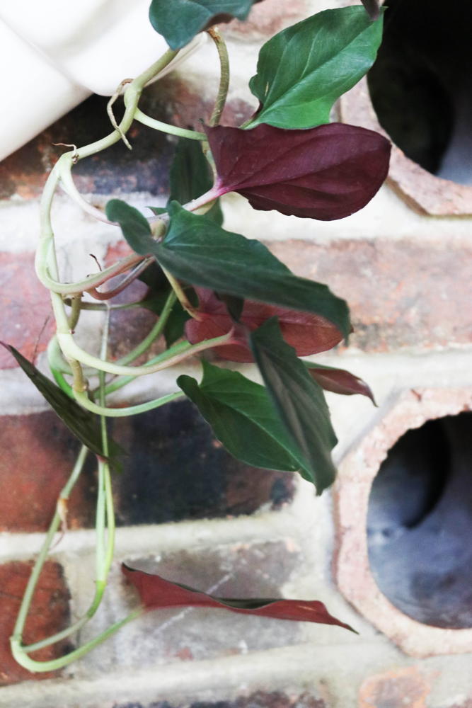 12_Syngonium erythrophyllum ‘Llano-Carti Road’_EvinM_