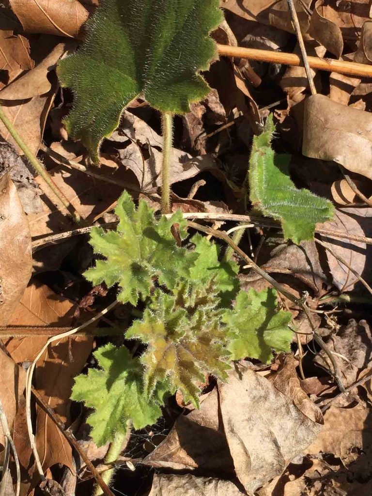 Top Native Plants for Mid-Atlantic Woodland Gardens