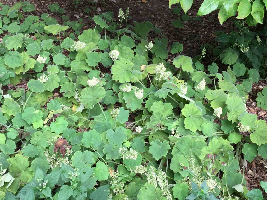 Top Native Plants for Mid-Atlantic Woodland Gardens