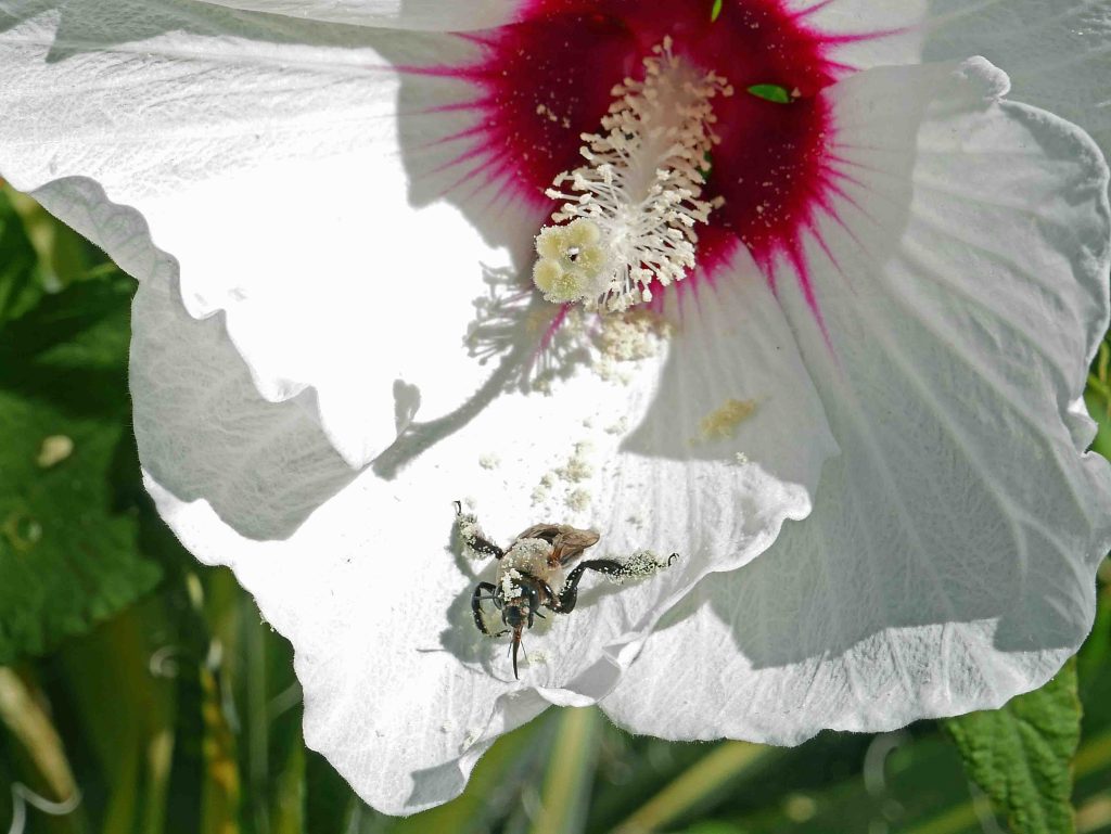 Hibiscus moscheutos (Swamp or Eastern Rose-mallow)