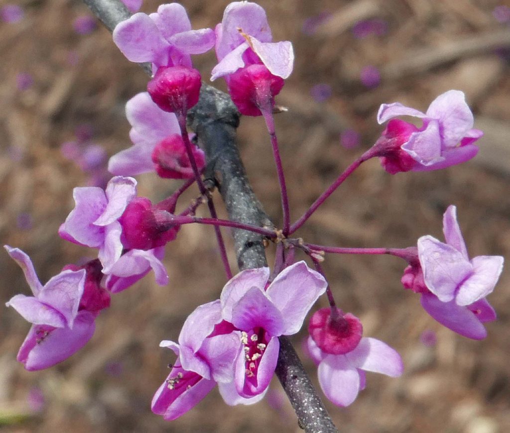 Androdioecious, Dioecious, Gynodioecious, Monoecious, Polygamodioecious