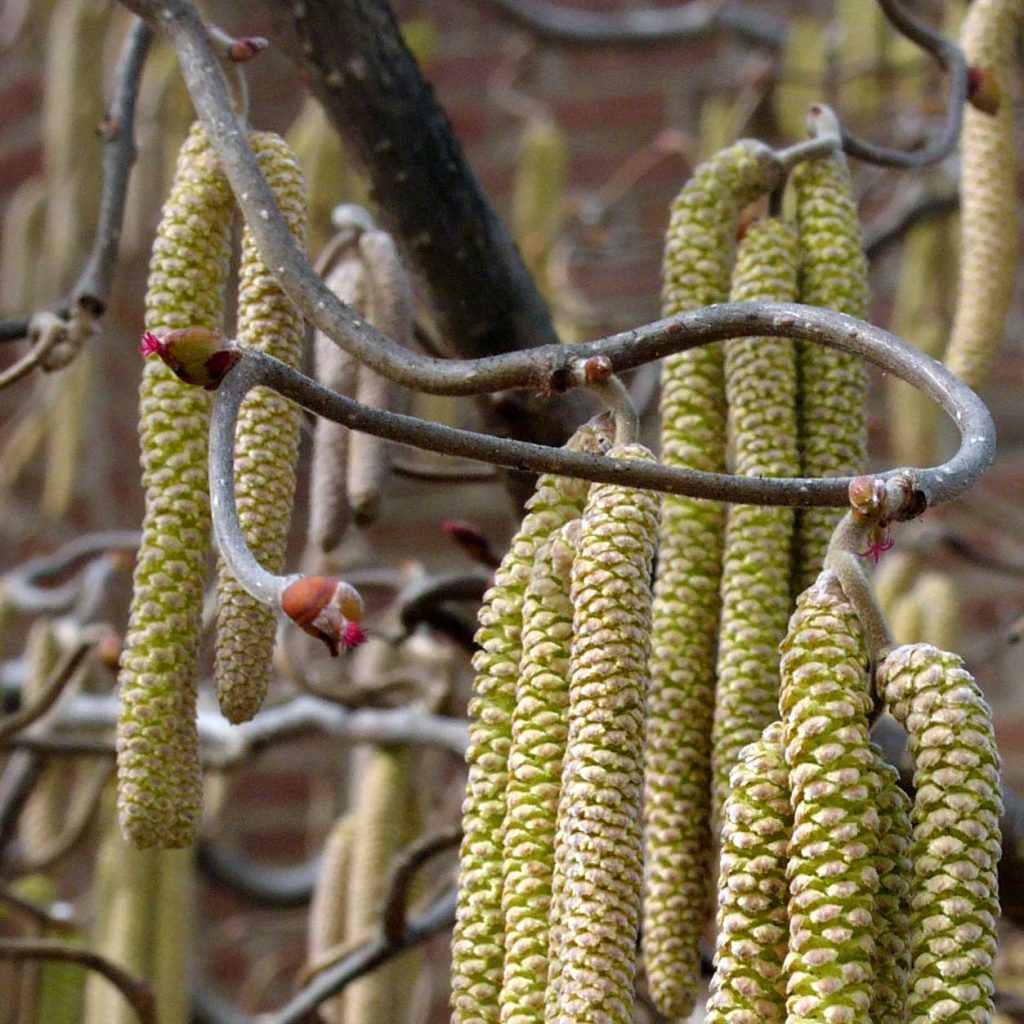 Androdioecious, Dioecious, Gynodioecious, Monoecious, Polygamodioecious