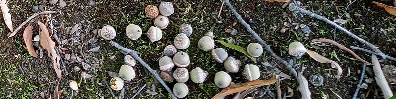 Featured_Image_Mast_Oak_Acorns_CRW