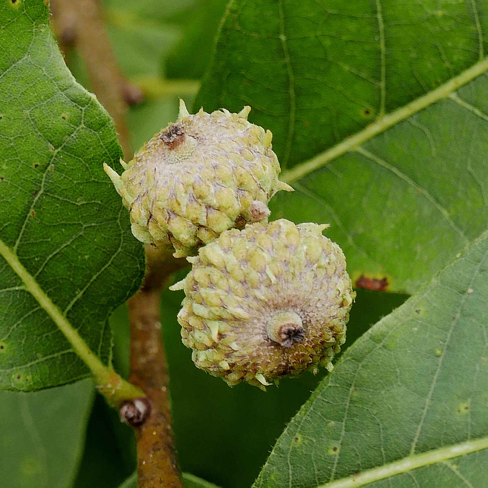 Quercus_alba_Acorns_developing_Jul_MMF