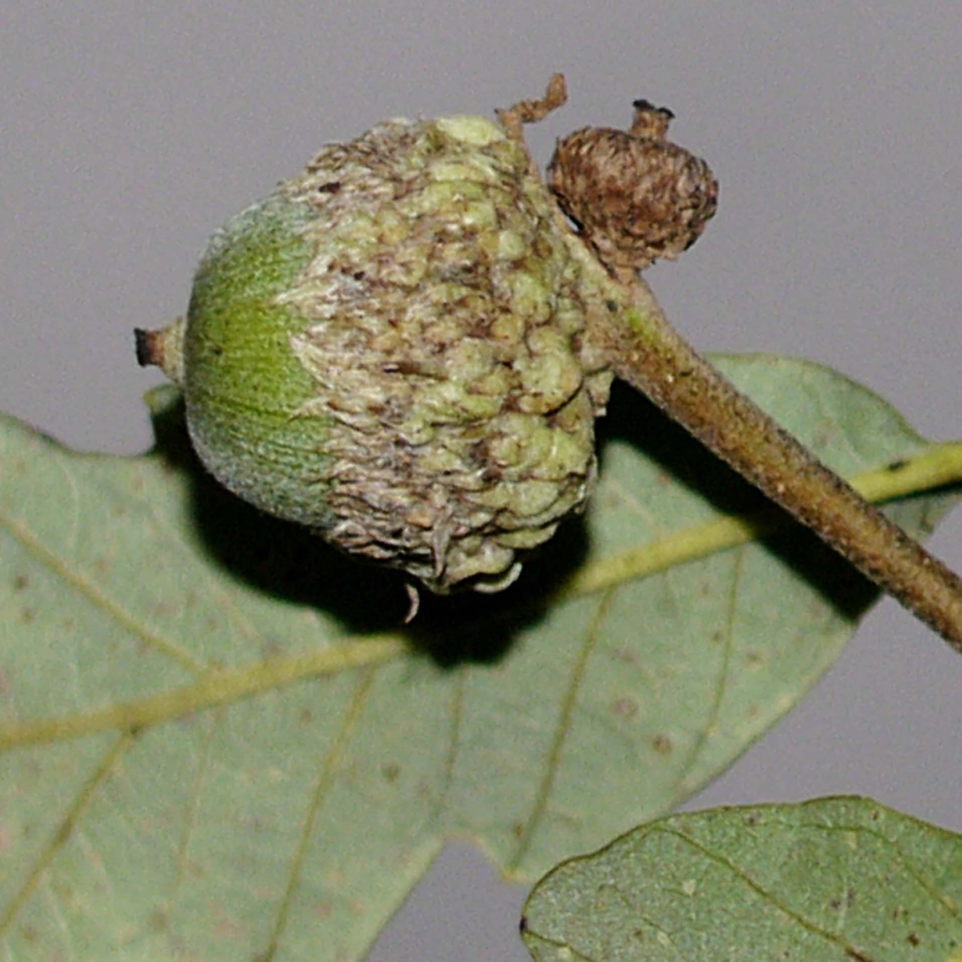 Quercus_alba_Acorns_developing_Sep_MMF