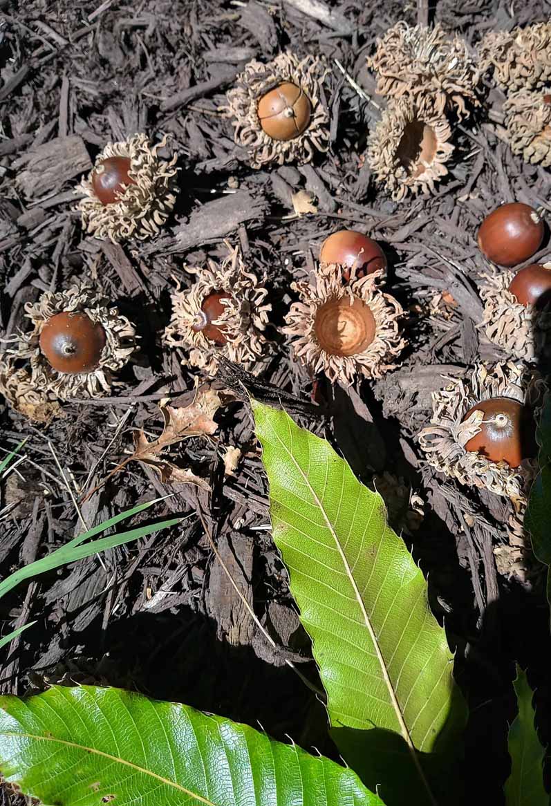 Quercus_muehlenbergii_Chinkapin_Oak_acorns_leaves_closeups_CRW_10.27. ...