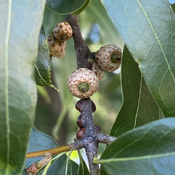 Quercus_phellos_Acorns_Jul_ELM