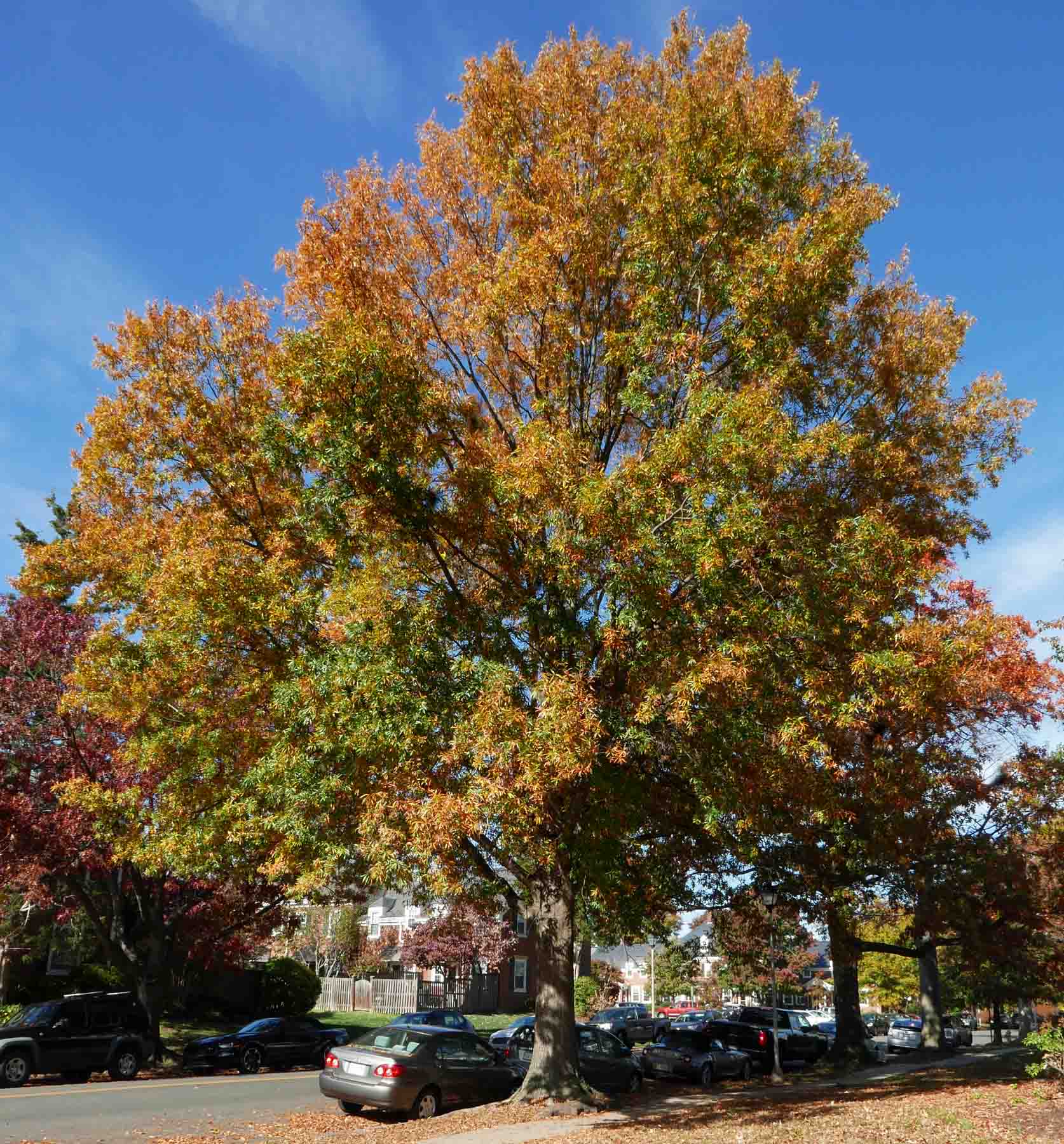 Quercus_phellos_tree_Oct_MMF