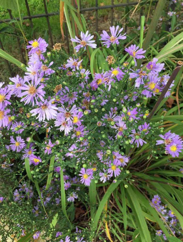 Symphyotrichum oblongifolium (Aromatic Aster)