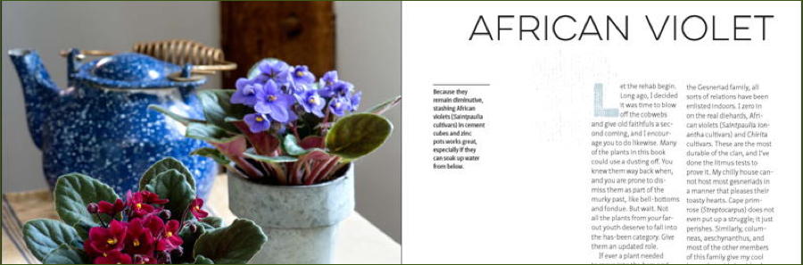 african_violet_bookshelf
