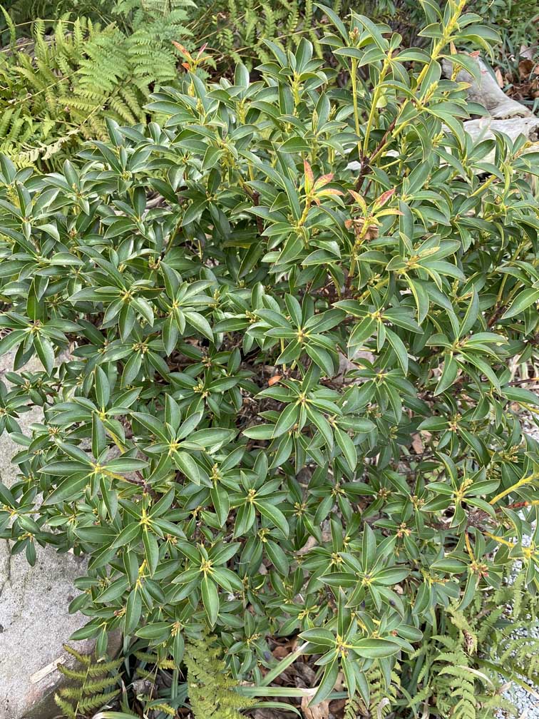 Kalmia_latifolia_’Elf’-2_Feb_ELM