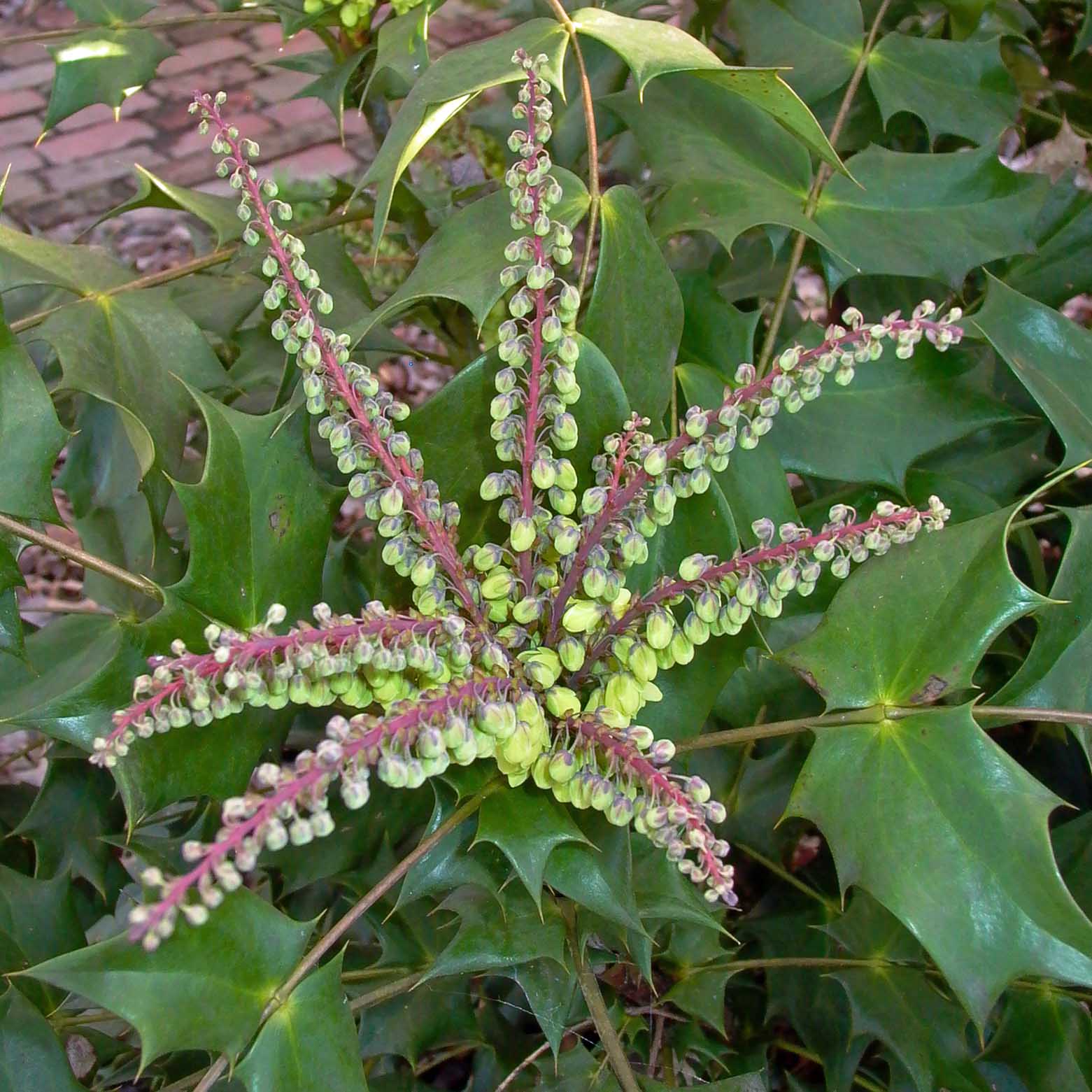 Mahonia_bealei_flower_buds_Jan_MMF