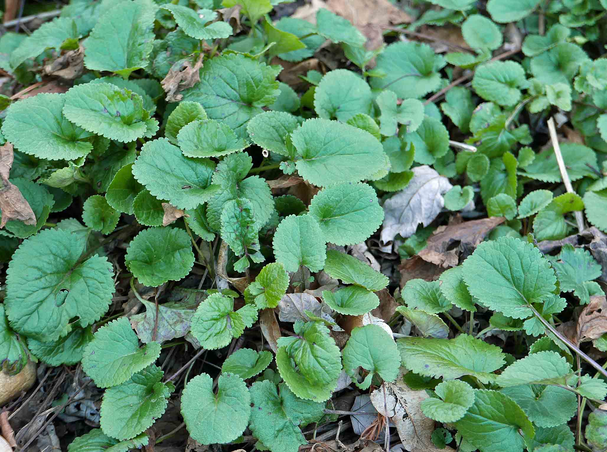 Packera_aurea_evergreen_basal_leaves_Jan_MMF