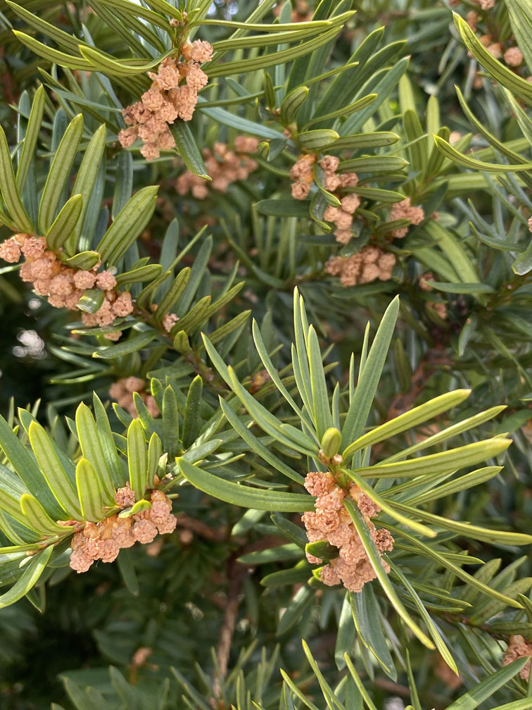 Taxus_x_media_Male_Cones_Detail-2_Mar_ELM.