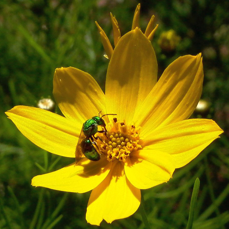 Capitulum, Disk, Disk Floret, Floret, Ligule, Ray Floret