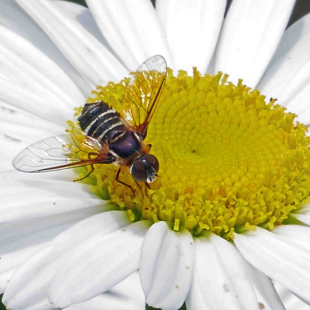 Capitulum, Disk, Disk Floret, Floret, Ligule, Ray Floret