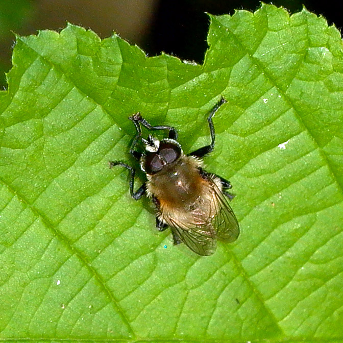 Merodon_equestris_Narcissus_Bulb_Fly_May_MMF