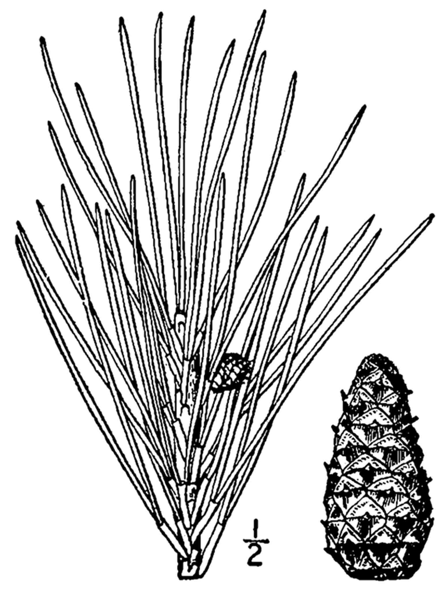 Pinus_echinata_drawing