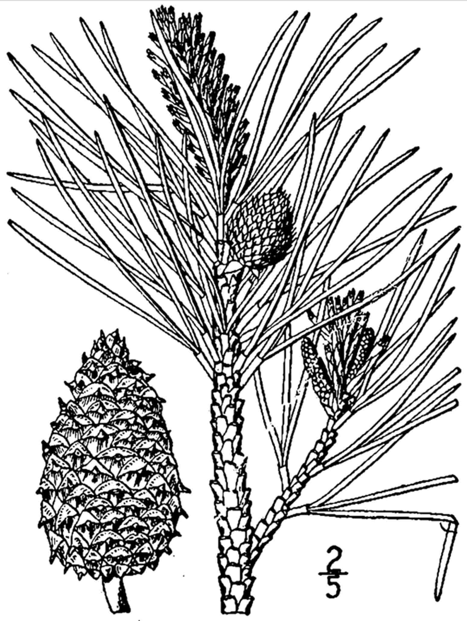 Pinus_rigida_drawing