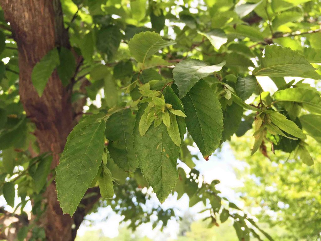 Carpinus caroliniana (American Hornbeam, Ironwood)