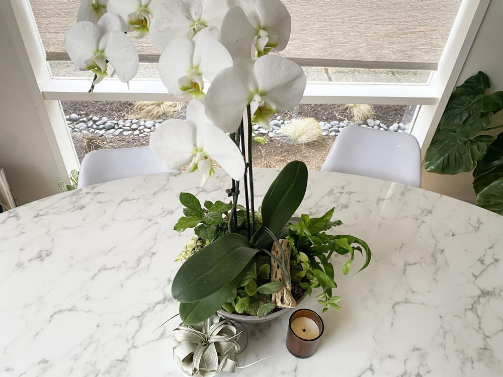 Orchid_final_display_EvinM