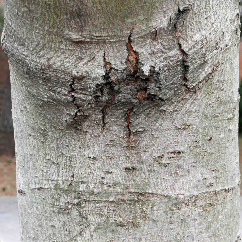 Bark, Periderm, Phelloderm, Phloem