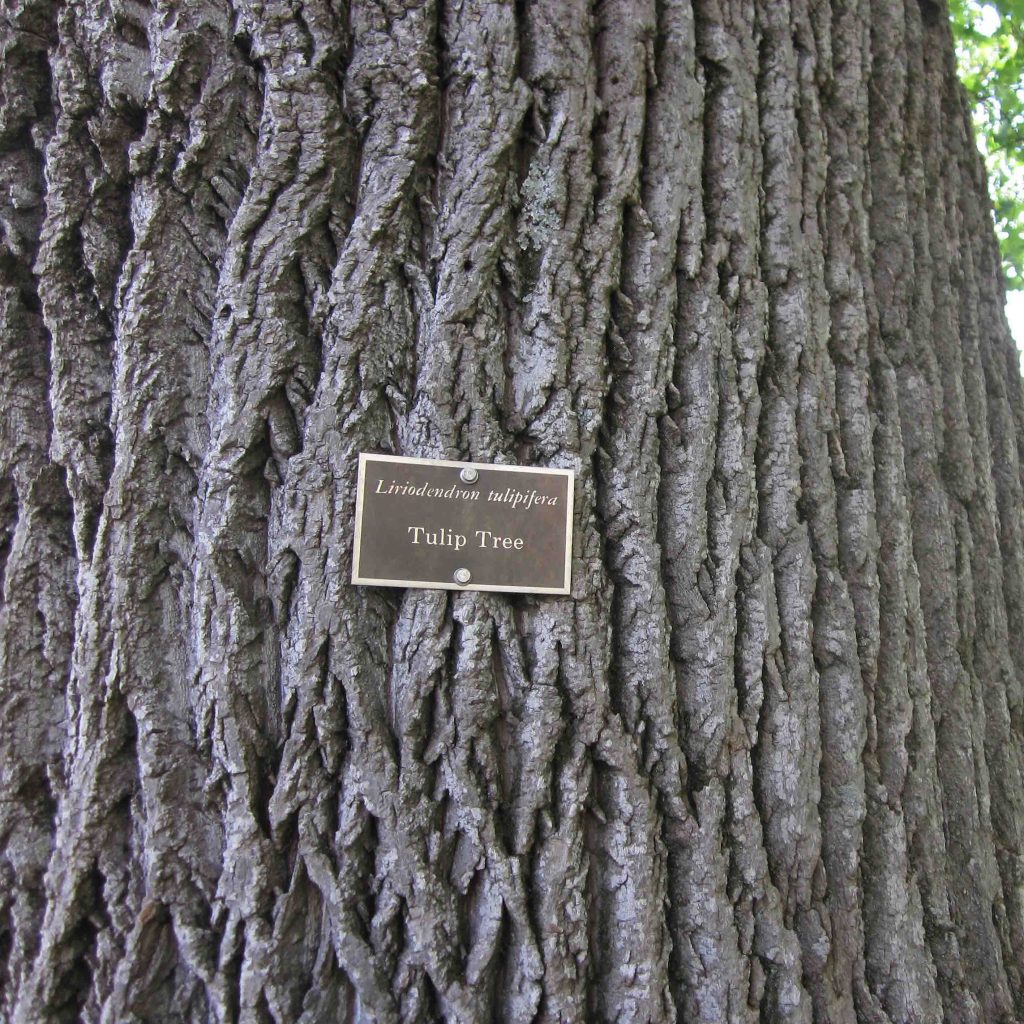 Bark, Periderm, Phelloderm, Phloem