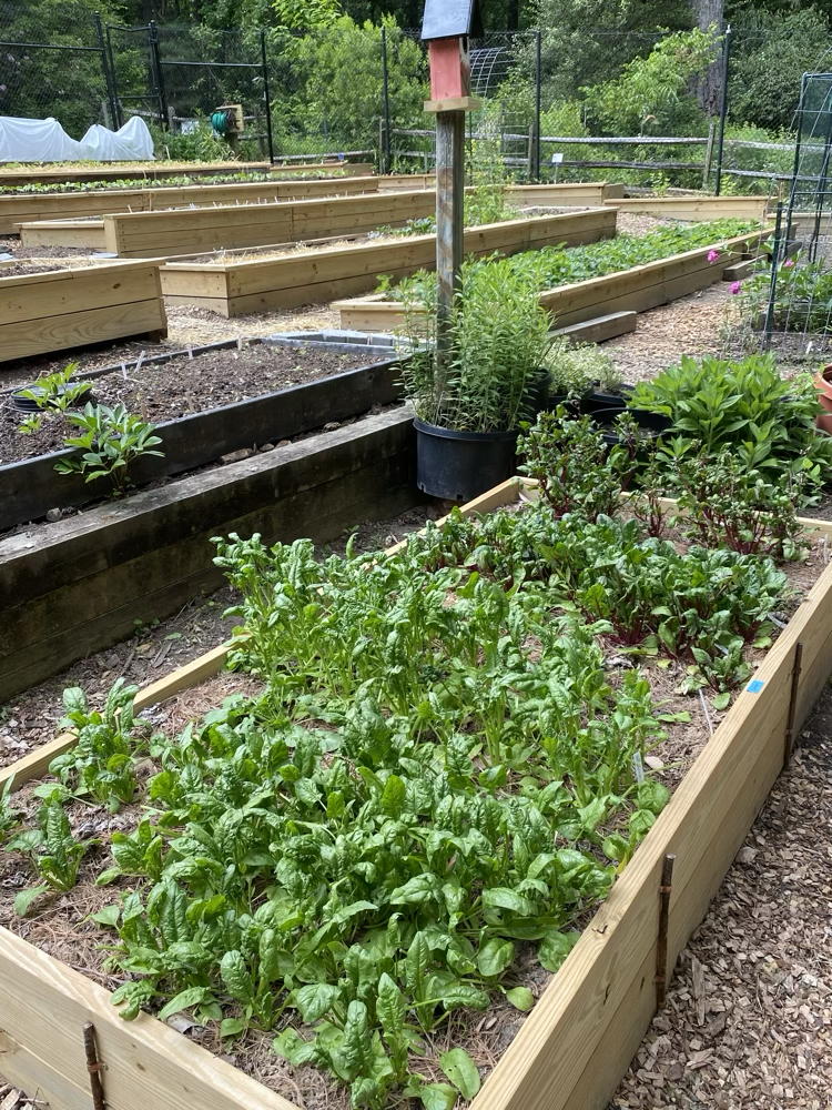 IMG_1694_Raised_Bed_with_Spinach