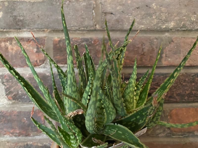 Aloe ‘Coral Fire’