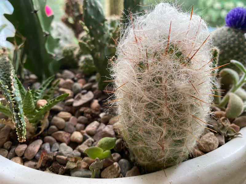 Cephalocereus senilis, the old man cactus
