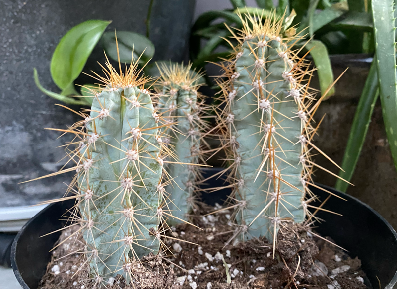Pilosocereus Pachycladus / blue torch cactus
