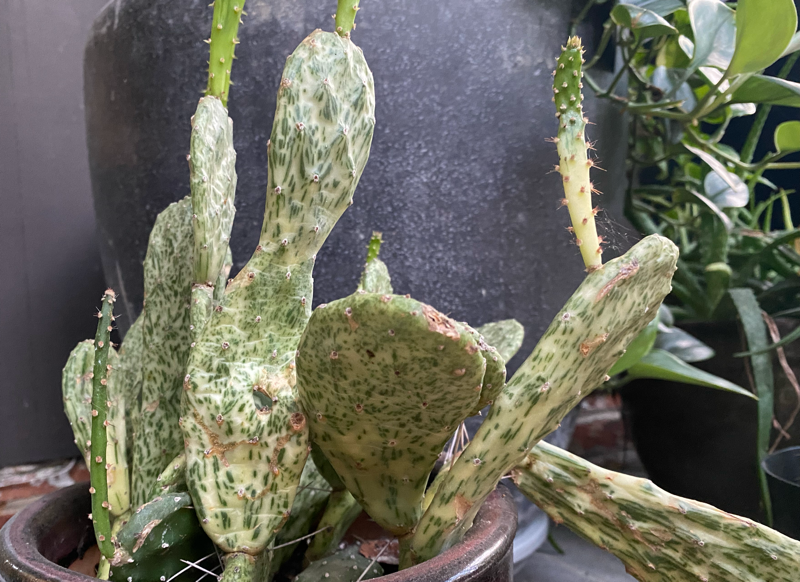 Opuntia monacantha variegata / Variegated Joseph’s Coat