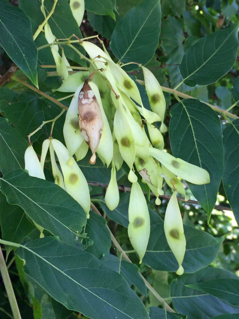 Pinnate, Pinnatifid, Bipinnate, Tripinnate