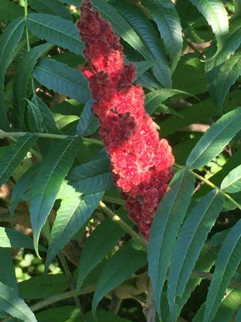 Pinnate, Pinnatifid, Bipinnate, Tripinnate