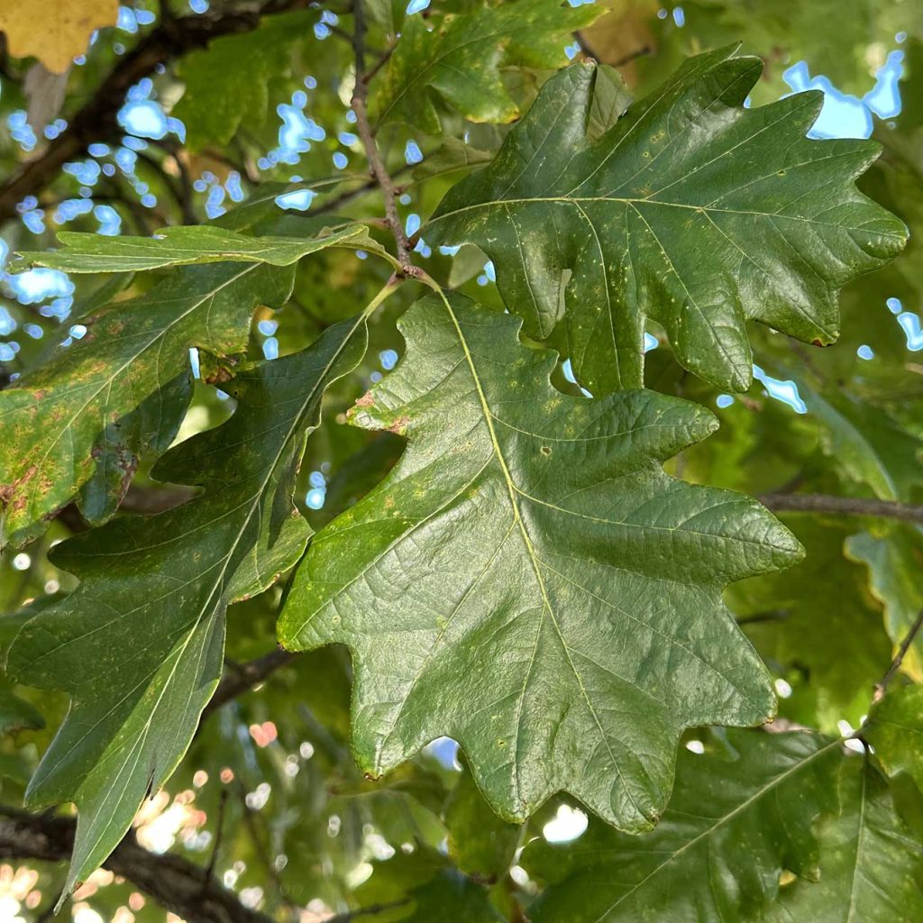 Pinnate, Pinnatifid, Bipinnate, Tripinnate