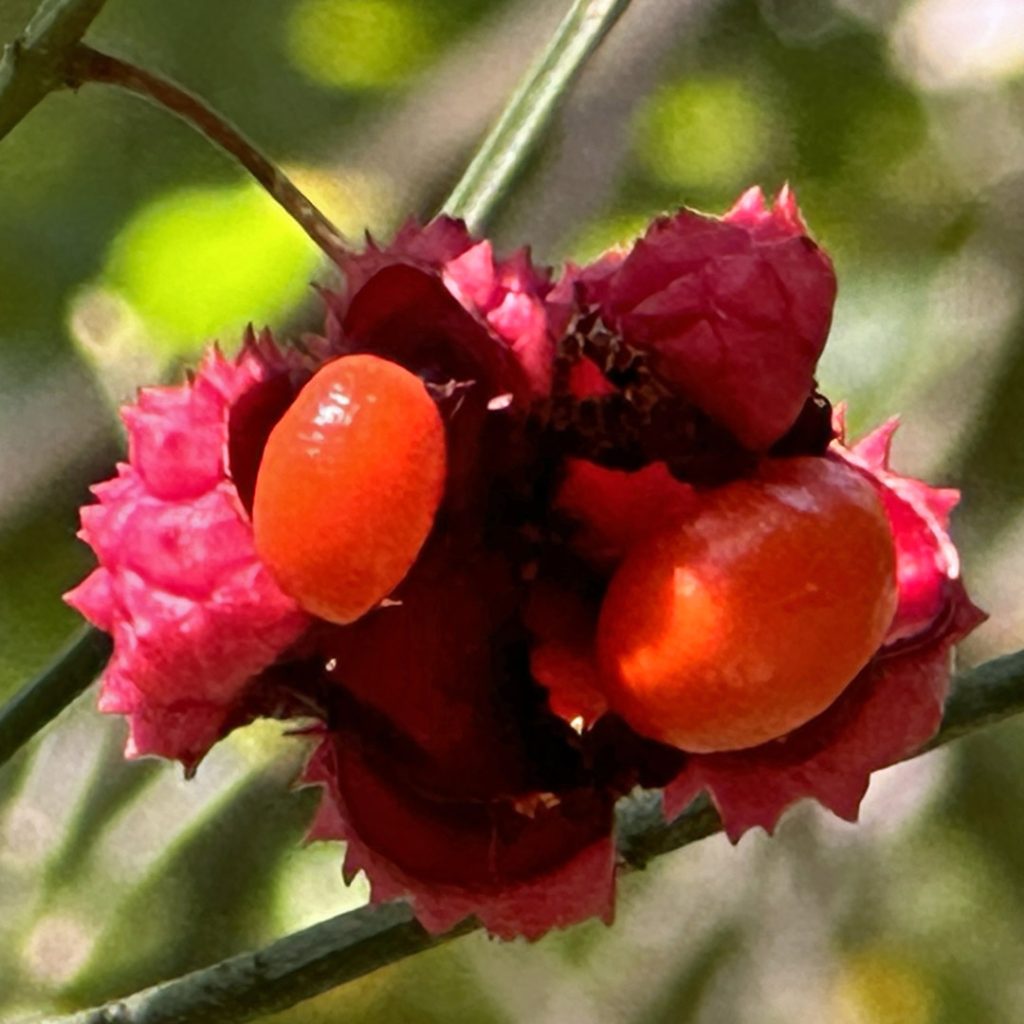 Euonymus americanus (American Strawberry-bush)