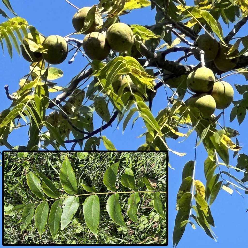 Pinnate, Pinnatifid, Bipinnate, Tripinnate