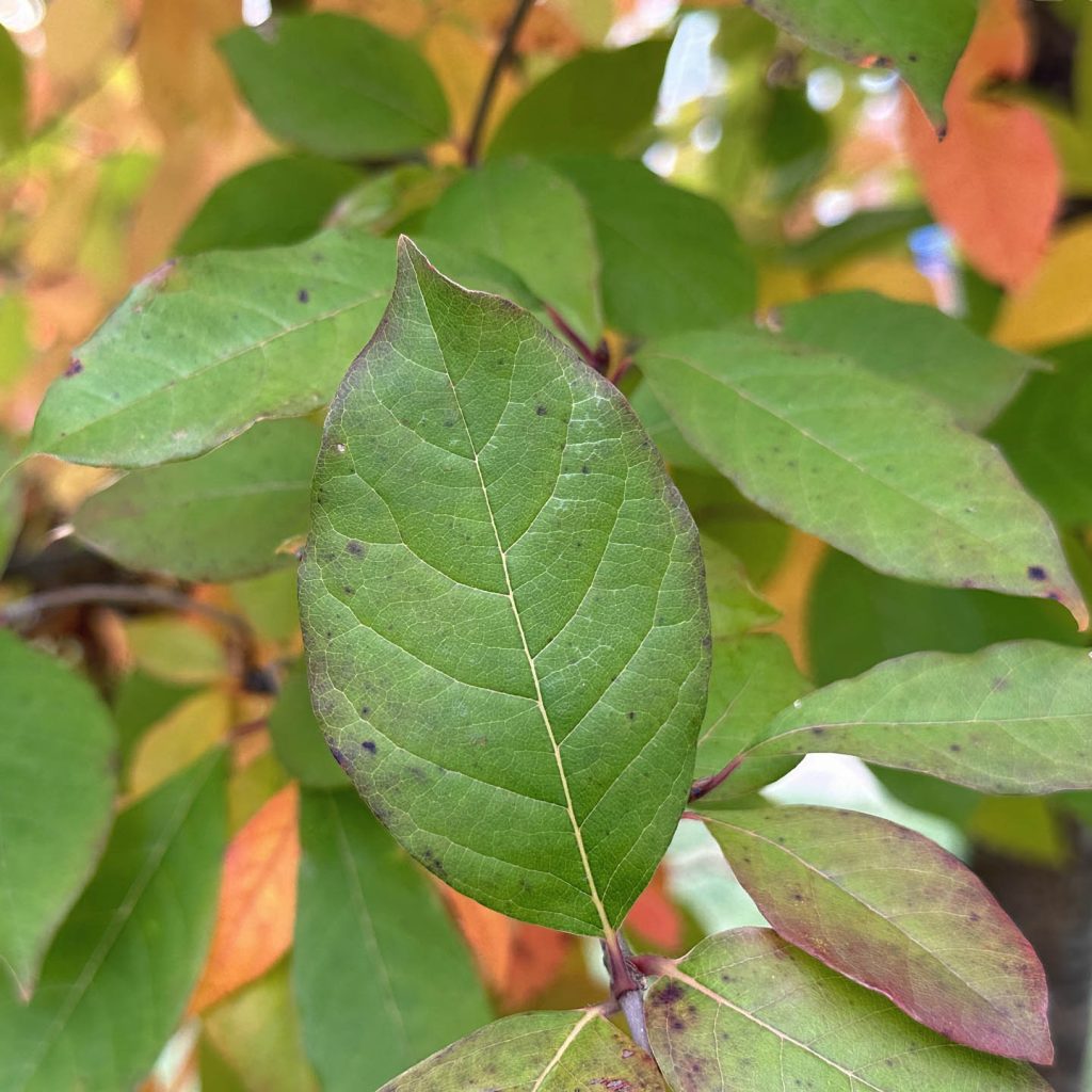 Pinnate, Pinnatifid, Bipinnate, Tripinnate