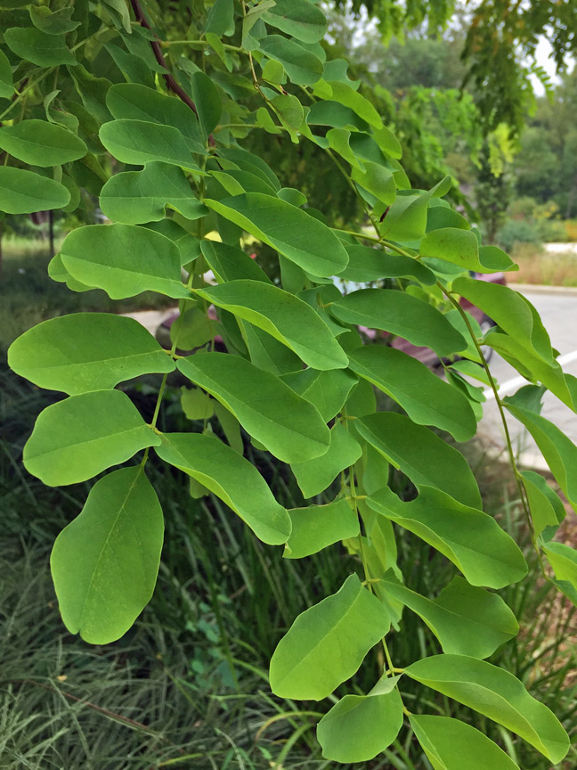 Pinnate, Pinnatifid, Bipinnate, Tripinnate