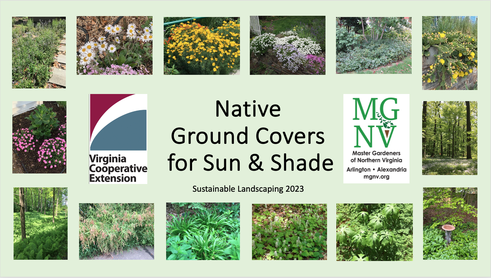 Title Slide for Native Ground Covers 2023