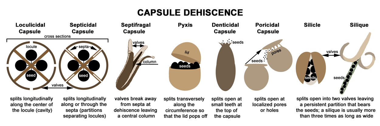 Capsule_Dehiscence_Diagram8_MMF